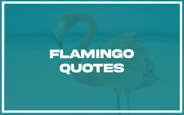 27 Top Flamingo Quotes (with Explanations) - Life Success Journal
