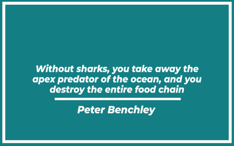 27 Top Shark Quotes (with Explanations) - Life Success Journal