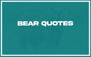 29 Top Bear Quotes (with Explanation) - Life Success Journal