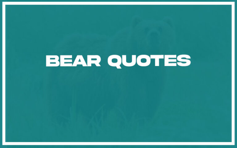 29 Top Bear Quotes (with Explanation) - Life Success Journal