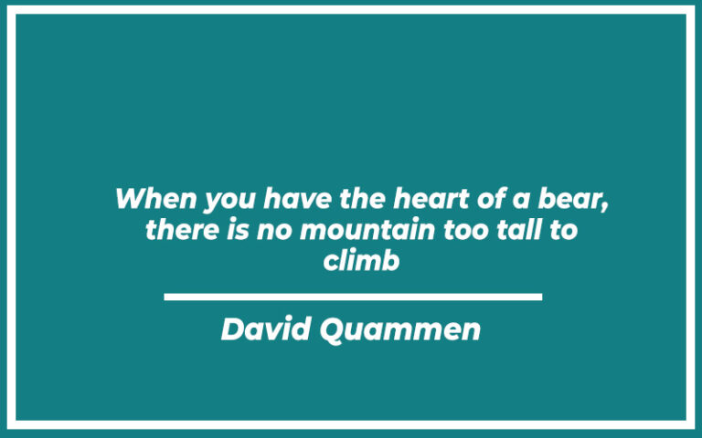 29 Top Bear Quotes (with Explanation) - Life Success Journal